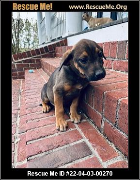 - North Carolina Dog Rescue - ADOPTIONS - Rescue Me!