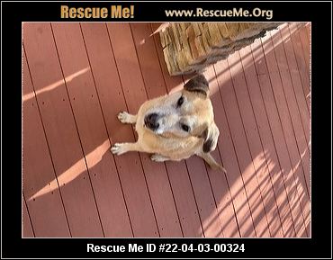 - Colorado Dog Rescue - ADOPTIONS - Rescue Me!