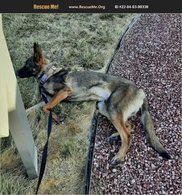 ADOPT 22040300338 ~ German Shepherd Rescue ~ Colorado Springs, CO