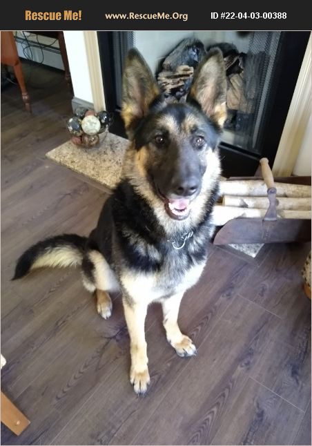 ADOPT 22040300388 ~ German Shepherd Rescue ~ New Oxford, PA