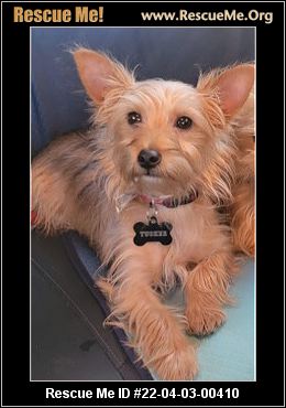 - Texas Yorkie Rescue - ADOPTIONS - Rescue Me!