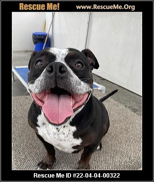 - New York Dog Rescue - ADOPTIONS - Rescue Me!