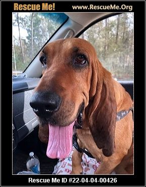 - New Jersey Bloodhound Rescue - ADOPTIONS - Rescue Me!