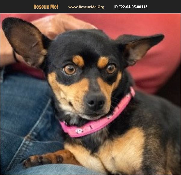 ADOPT 22040500113 ~ Miniature Pinscher Rescue ~ Sacramento County, CA