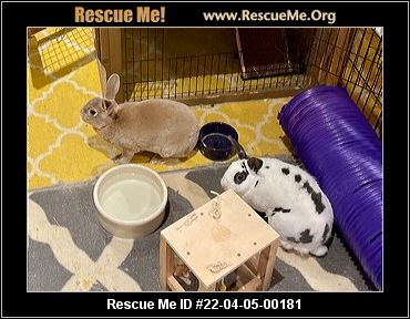 - Florida Rabbit Rescue - ADOPTIONS - Rescue Me!