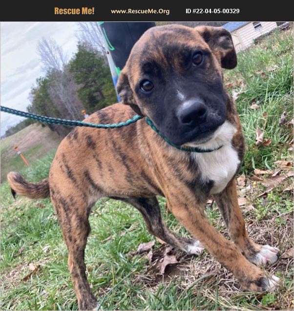 ADOPT 22040500329 ~ Boxer Rescue ~ Southbury, CT