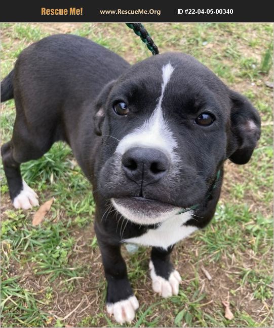 ADOPT 22040500340 ~ Boxer Rescue ~ Southbury, CT