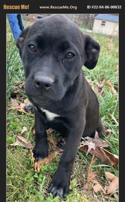 ADOPT 22040600032 ~ Boxer Rescue ~ Southbury, CT