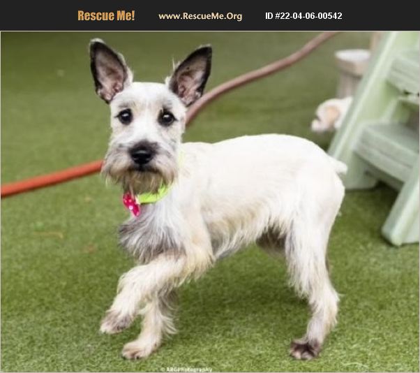ADOPT 22040600542 ~ Schnauzer Rescue ~ Houston, TX