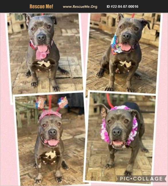 ADOPT 22040700016 ~ Pit Bull Rescue ~ Riverside County, CA