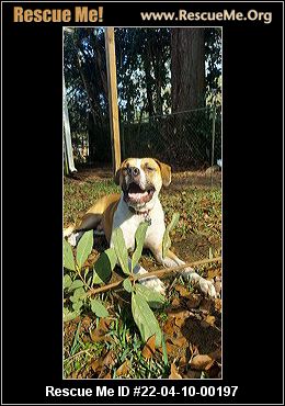 - Florida Boxer Rescue - ADOPTIONS - Rescue Me!