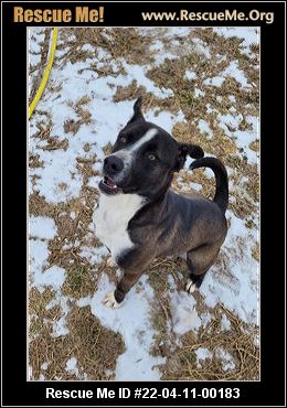 - Oregon Lab Rescue - ADOPTIONS - Rescue Me!