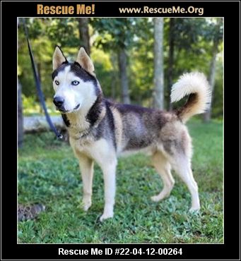 - Connecticut Siberian Husky Rescue - ADOPTIONS - Rescue Me!