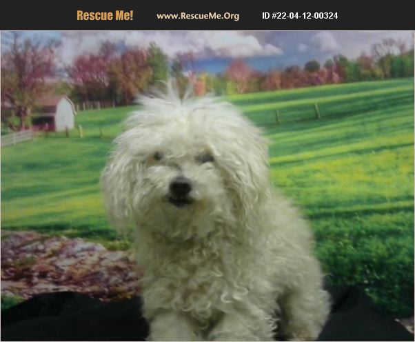 ADOPT 22041200324 ~ Poodle Rescue ~ Moreno Valley, CA