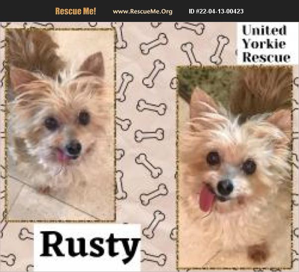 ADOPT 22041300423 ~ Yorkie Rescue ~ Orlando, FL