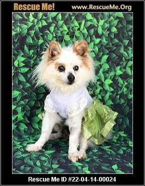 - California Pomeranian Rescue - ADOPTIONS - Rescue Me!