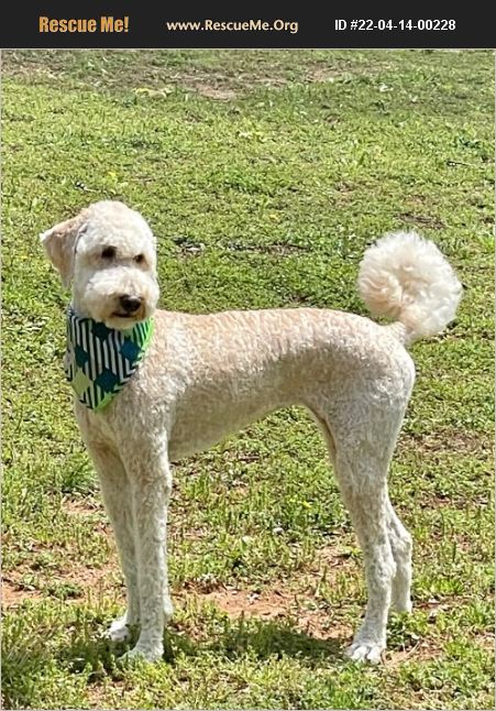 ADOPT 22041400228 ~ Poodle Rescue ~ Atlanta, GA
