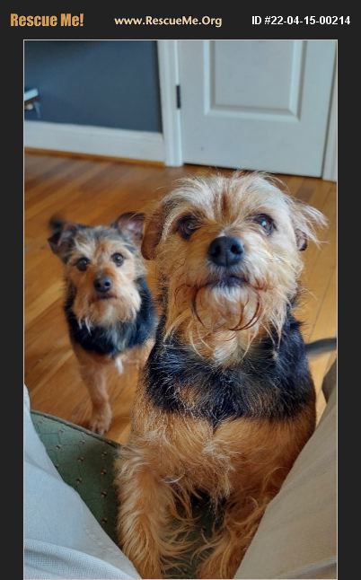 ADOPT 22041500214 ~ Yorkie Rescue ~ Hampton, VA