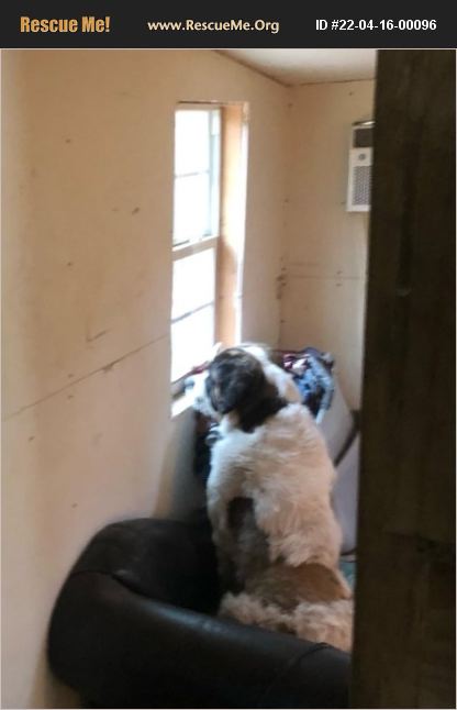 ADOPT 22041600096 ~ Saint Bernard Rescue ~ Tyler, TX