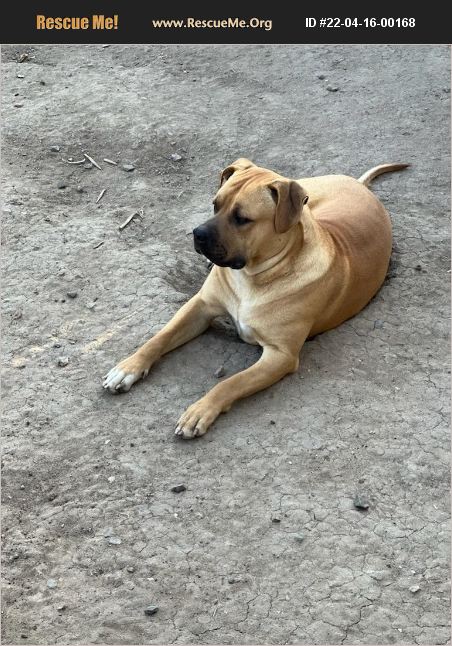 ADOPT 22041600168 ~ Mastiff Rescue ~ Denver, CO