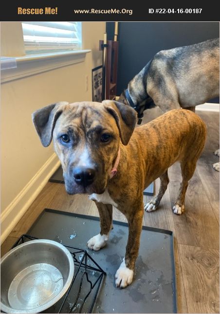 ADOPT 22041600187 ~ Pit Bull Rescue ~ Raleigh, NC