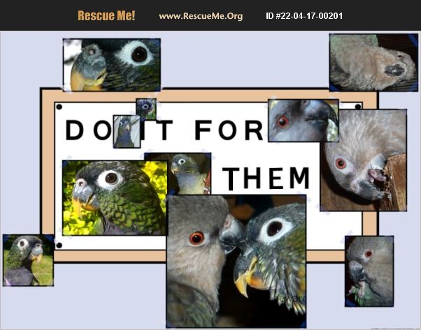 ADOPT 22041700201 ~ Pet Bird Rescue ~ Snohomish County, WA