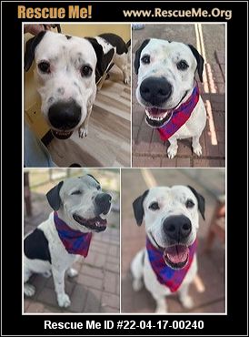 - Delaware Dog Rescue - ADOPTIONS - Rescue Me!