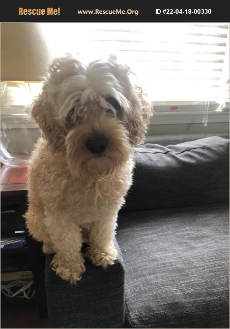 ADOPT 22041800330 ~ Cockapoo Rescue ~ Ogdensburg, NY