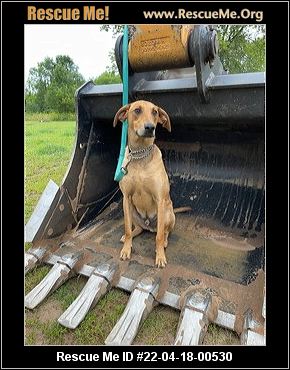 - Minnesota Dog Rescue - ADOPTIONS - Rescue Me!