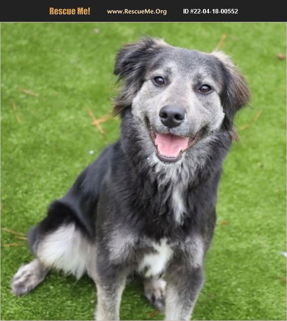 ADOPT 22041800552 ~ Border Collie Rescue ~ Athens, GA
