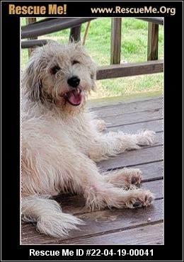 - Texas Schnauzer Rescue - ADOPTIONS - Rescue Me!