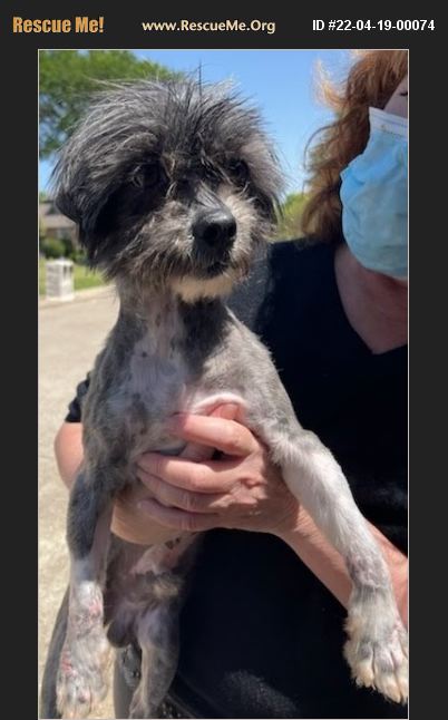 ADOPT 22041900074 ~ Affenpinscher Rescue ~ Dallas, TX