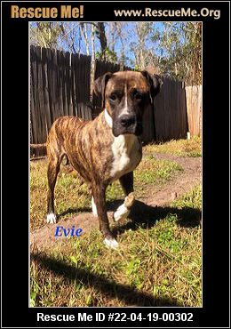 - Florida Boxer Rescue - ADOPTIONS - Rescue Me!