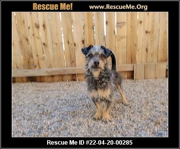 - California Schnauzer Rescue - ADOPTIONS - Rescue Me!