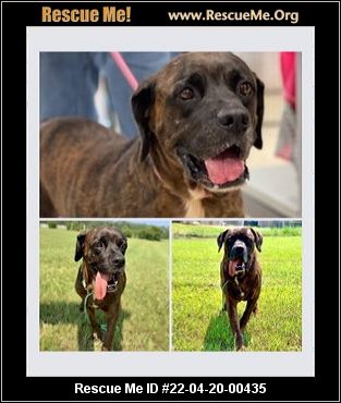 - Florida Boxer Rescue - ADOPTIONS - Rescue Me!