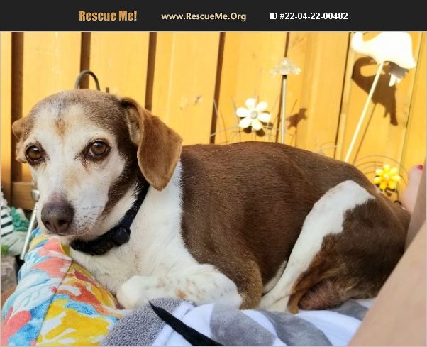 ADOPT 22042200482 ~ Beagle Rescue ~ Bensalem, PA