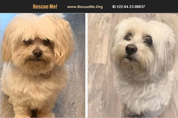 ADOPT 22042300037 ~ Maltese Rescue ~ Cary, NC