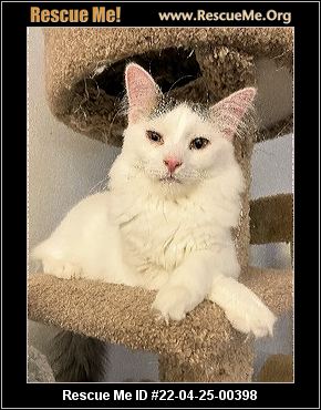 - Wisconsin Cat Rescue - ADOPTIONS - Rescue Me!