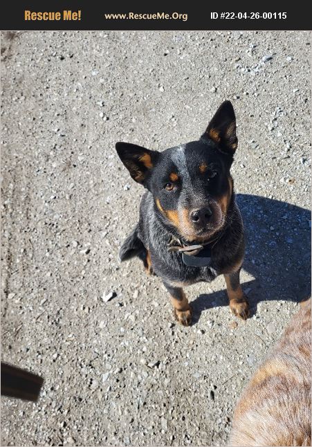 ADOPT 22042600115 ~ Australian Cattle Dog Rescue ~ NEW BOSTON, IL