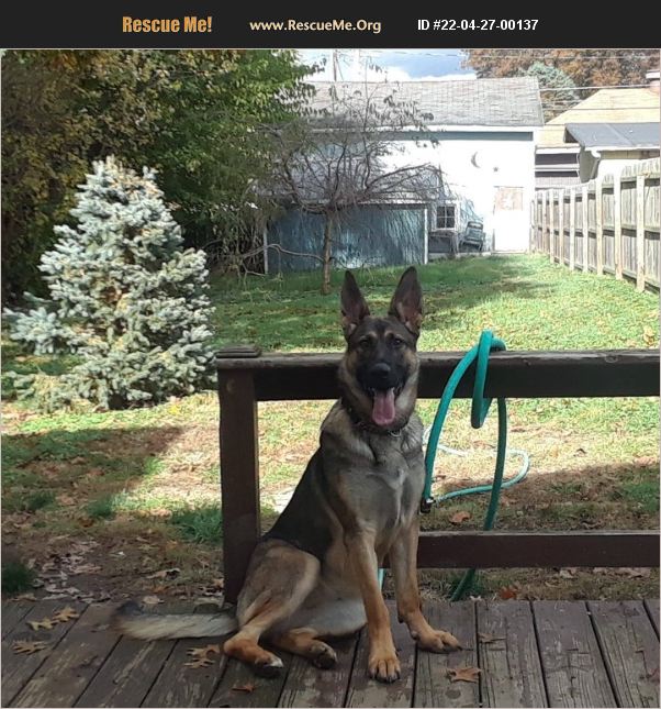 ADOPT 22042700137 ~ German Shepherd Rescue ~ Halifax, PA
