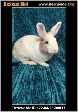 - California Rabbit Rescue - ADOPTIONS - Rescue Me!