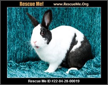 - California Rabbit Rescue - ADOPTIONS - Rescue Me!