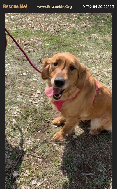 ADOPT 22043000265 ~ Golden Retriever Rescue ~ Denver, CO