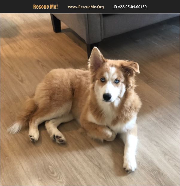 ADOPT 22050100139 ~ Siberian Husky Rescue ~ Boston, MA