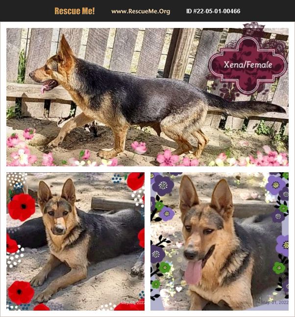 ADOPT 22050100466 ~ German Shepherd Rescue ~ East Dundee, IL