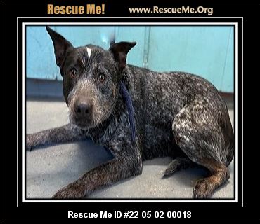 - California Australian Cattle Dog Rescue - ADOPTIONS - Rescue Me!