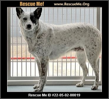 - California Australian Cattle Dog Rescue - ADOPTIONS - Rescue Me!
