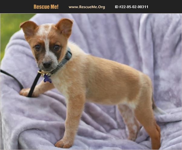 ADOPT 22050200311 ~ Australian Cattle Dog Rescue ~ Cookeville, TN