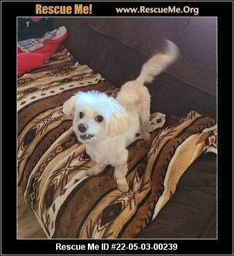 - California Maltese Rescue - ADOPTIONS - Rescue Me!