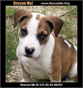 - Alabama Mutt Rescue - ADOPTIONS - Rescue Me!